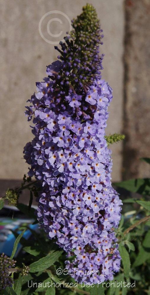 Photo of the bloom of Butterfly Bush (Buddleja Buzz™ Sky Blue) posted ...