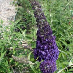 Photo of the bloom of Butterfly Bush (Buddleja davidii English ...