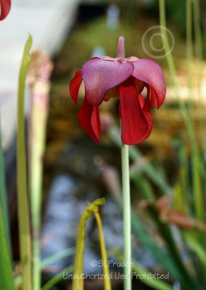 Photo of the bloom of White Pitcher Plant (Sarracenia leucophylla ...