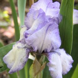 Photo of the bloom of Tall Bearded Iris (Iris 'Hey Looky') posted by ...