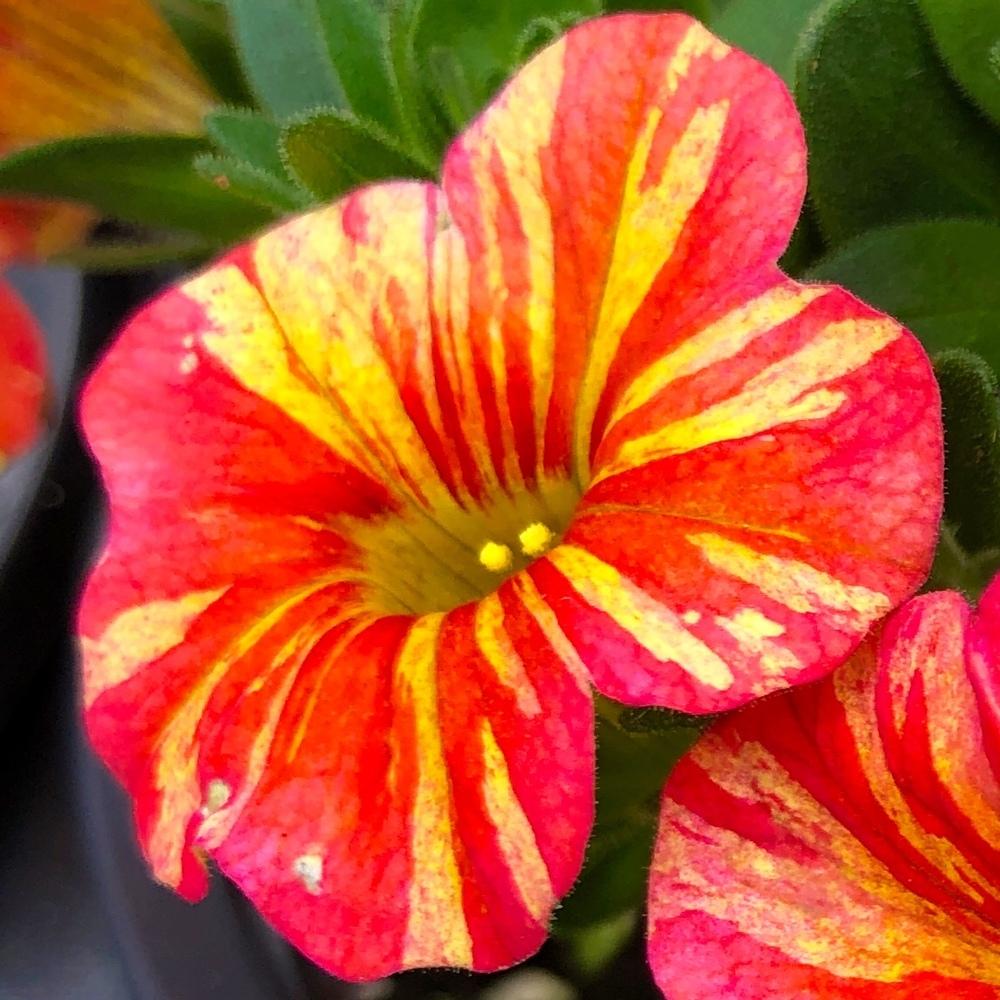 Calibrachoas: Plant Care and Collection of Varieties - Garden.org