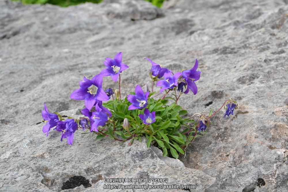 Bellflowers: Plant Care and Collection of Varieties - Garden.org