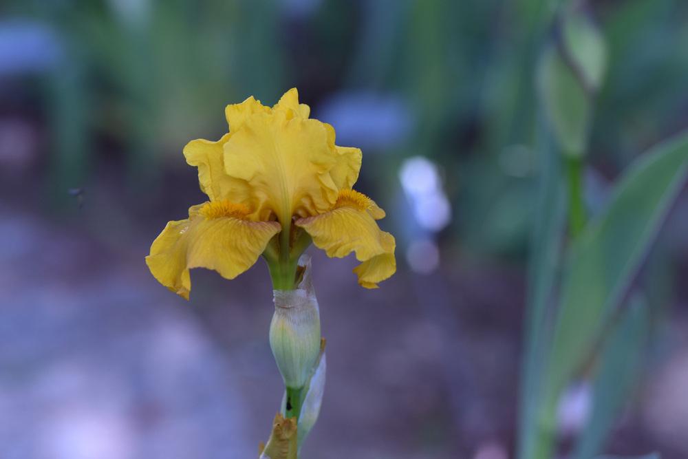 Intermediate Bearded Iris (Iris 'Brazen Gold') in the Irises Database ...