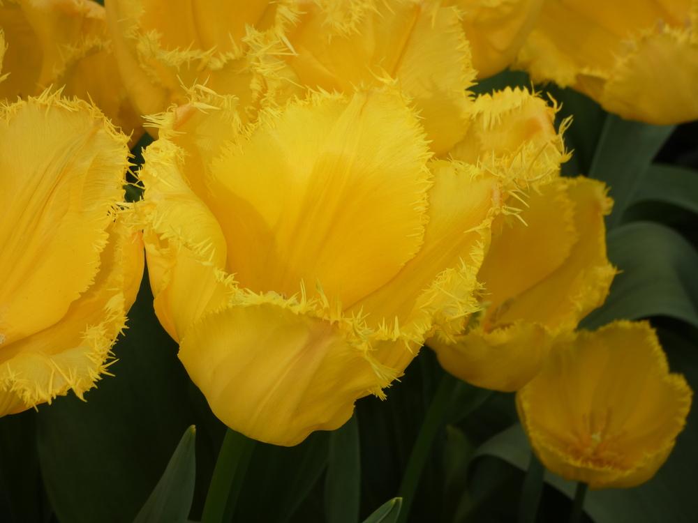 Tulip (Tulipa 'Sun Frillzz') in the Tulips Database - Garden.org