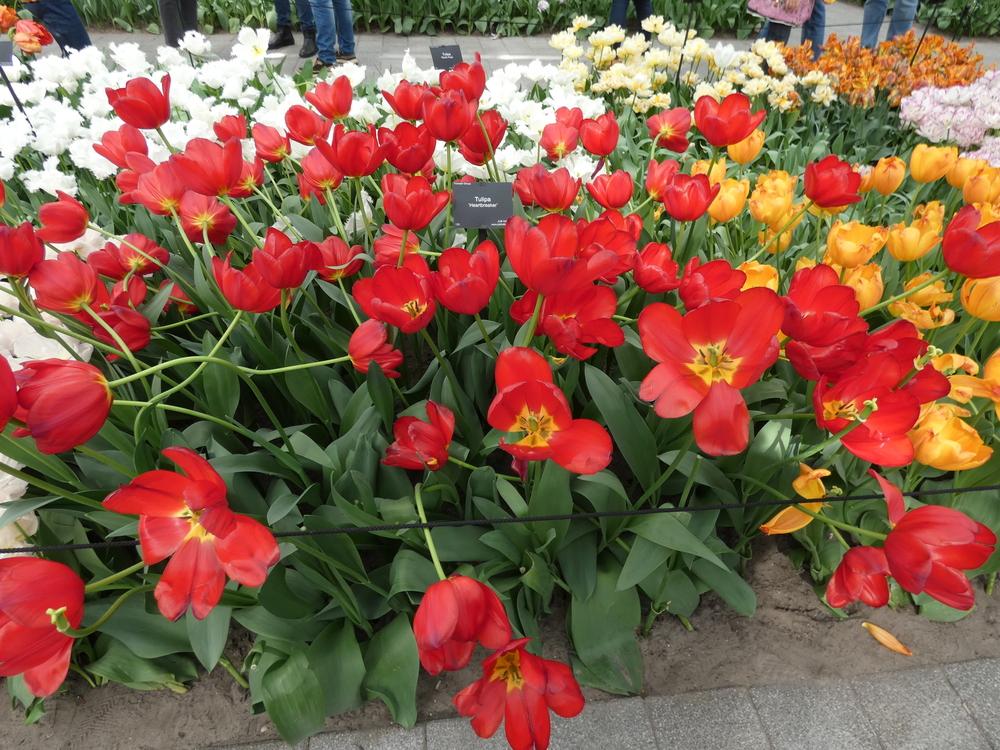 Tulip (Tulipa 'Heartbreaker') in the Tulips Database - Garden.org