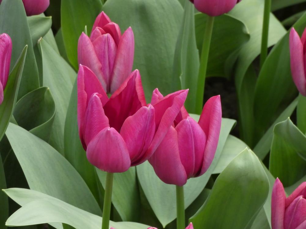 Tulip (Tulipa 'Endurance') in the Tulips Database - Garden.org