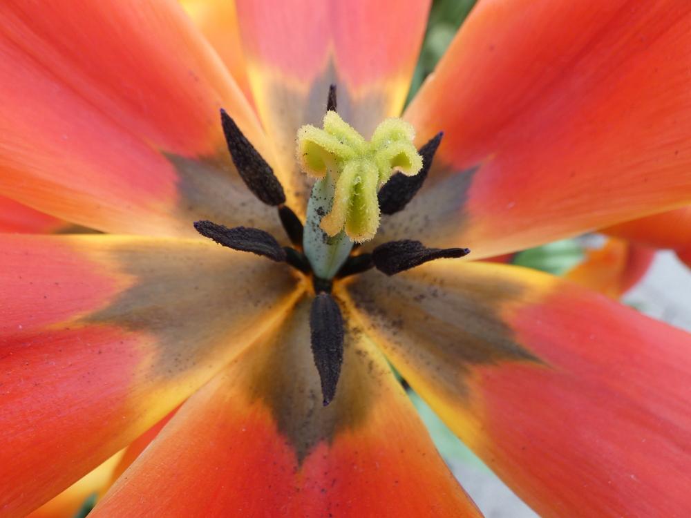 Tulip (Tulipa 'Dafeng') in the Tulips Database - Garden.org