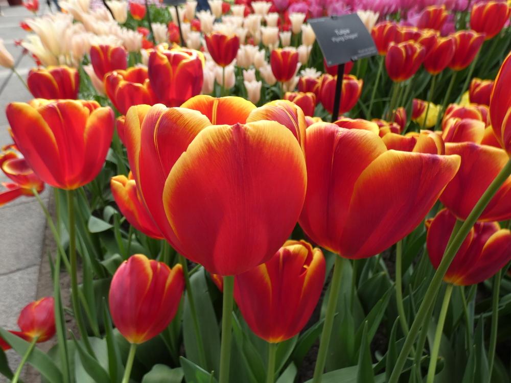 Tulip (Tulipa 'Flying Dragon') in the Tulips Database - Garden.org