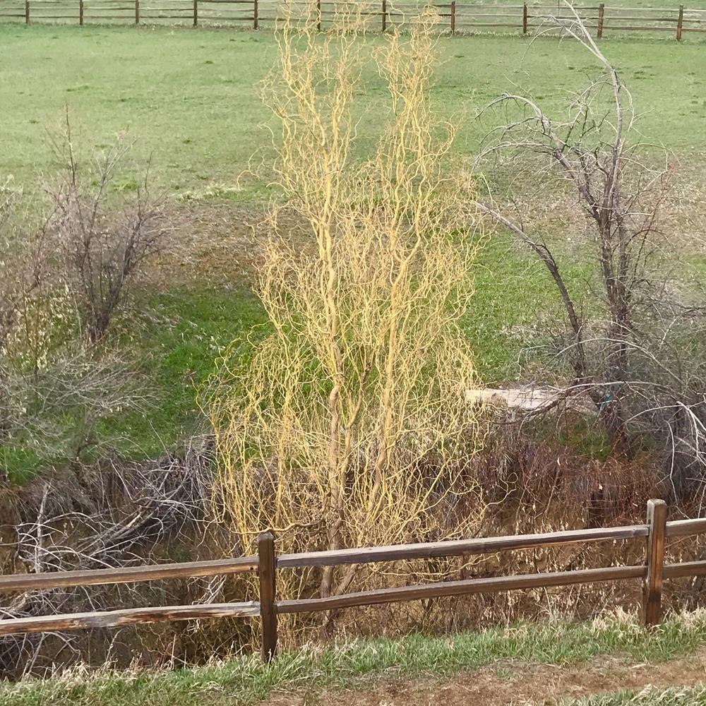 ~7m tall scrubby tree at 1600m elev pre-foliage has bark bright yellow ...