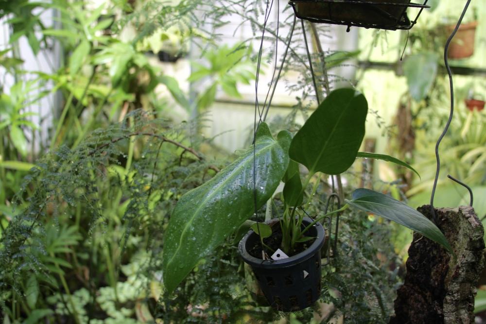 Anthurium spectabile in the Philodendrons, Elephant Ears, and Other ...