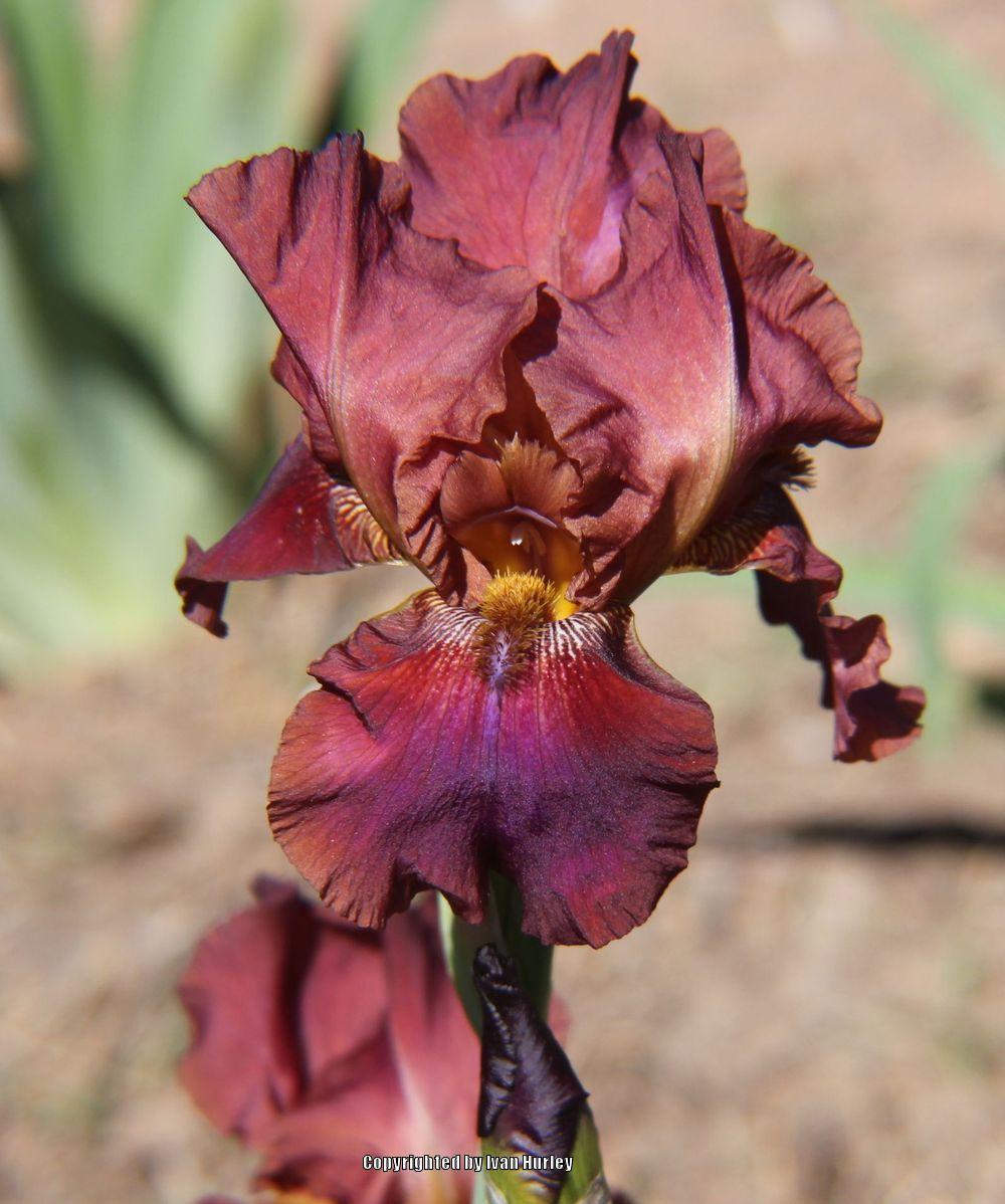 Tall Bearded Iris (Iris 'Red Polish') in the Irises Database - Garden.org