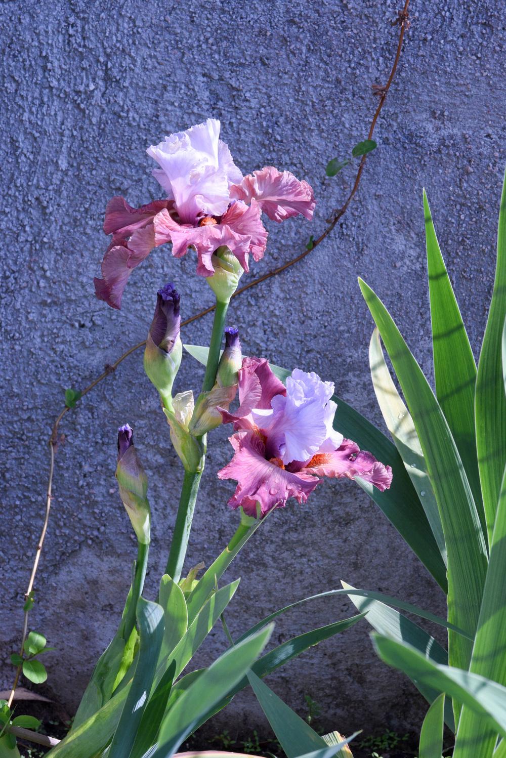 Photo of the stem, scape, stalk or bark of Tall Bearded Iris (Iris ...