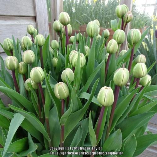 Peony-Flowered Tulip (Tulipa 'Drumline') in the Tulips Database ...