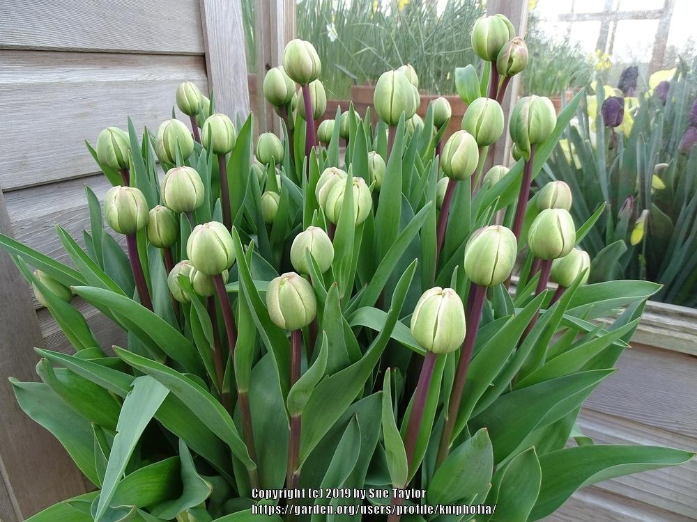 Peony-Flowered Tulip (Tulipa 'Drumline') in the Tulips Database ...
