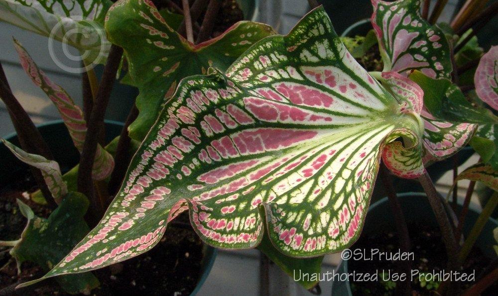 Photo of the leaves of Thai Caladium (Caladium 'Thai Beauty') posted by ...