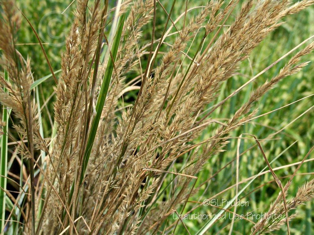 Photo of the seed pods or heads of Feather Reed Grass (Calamagrostis x ...