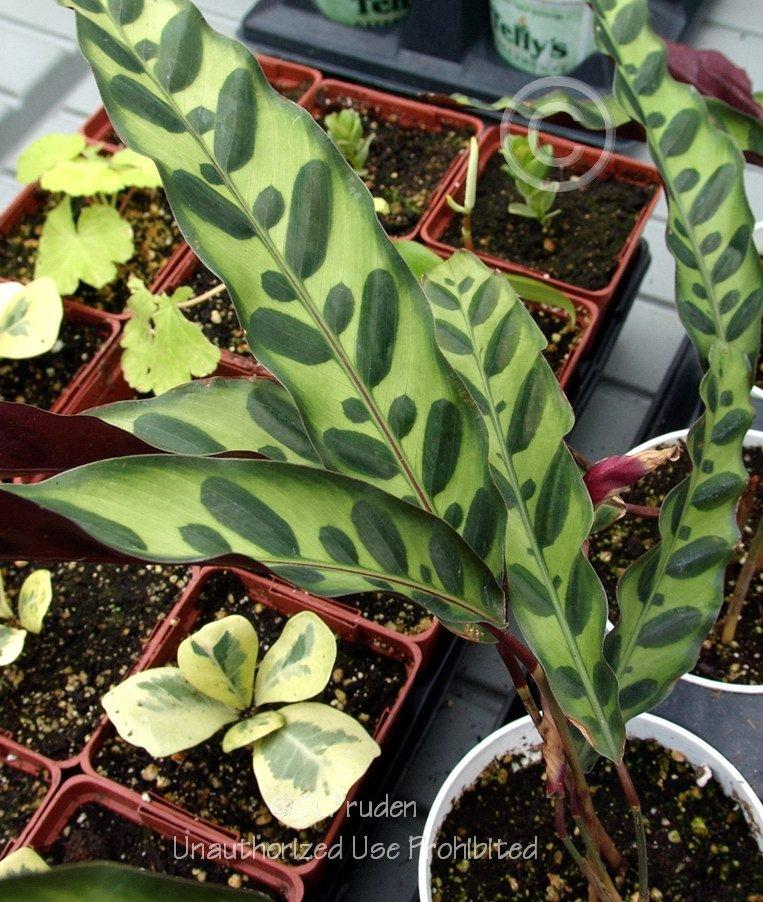 Photo of the entire plant of Rattlesnake Plant (Goeppertia insignis ...