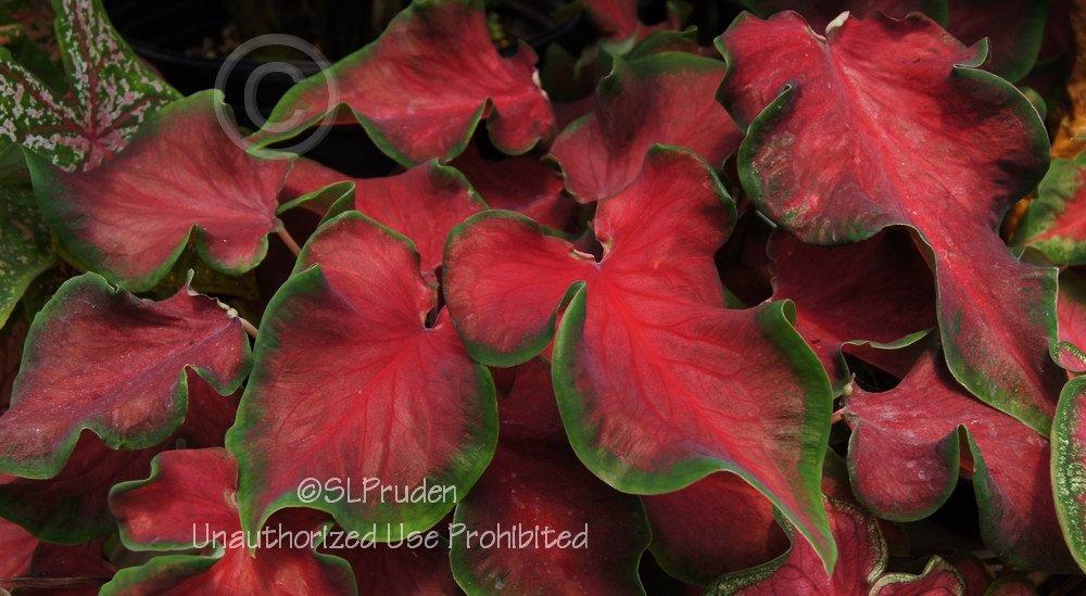 Lance-leaf Caladium (Caladium 'Red Ruffles') in the Caladiums Database ...