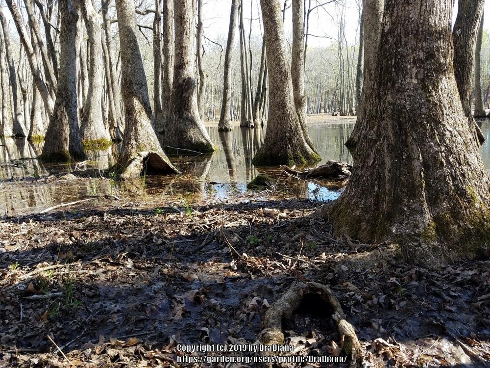 Photo of the stem, scape, stalk or bark of Water Tupelo (Nyssa aquatica ...