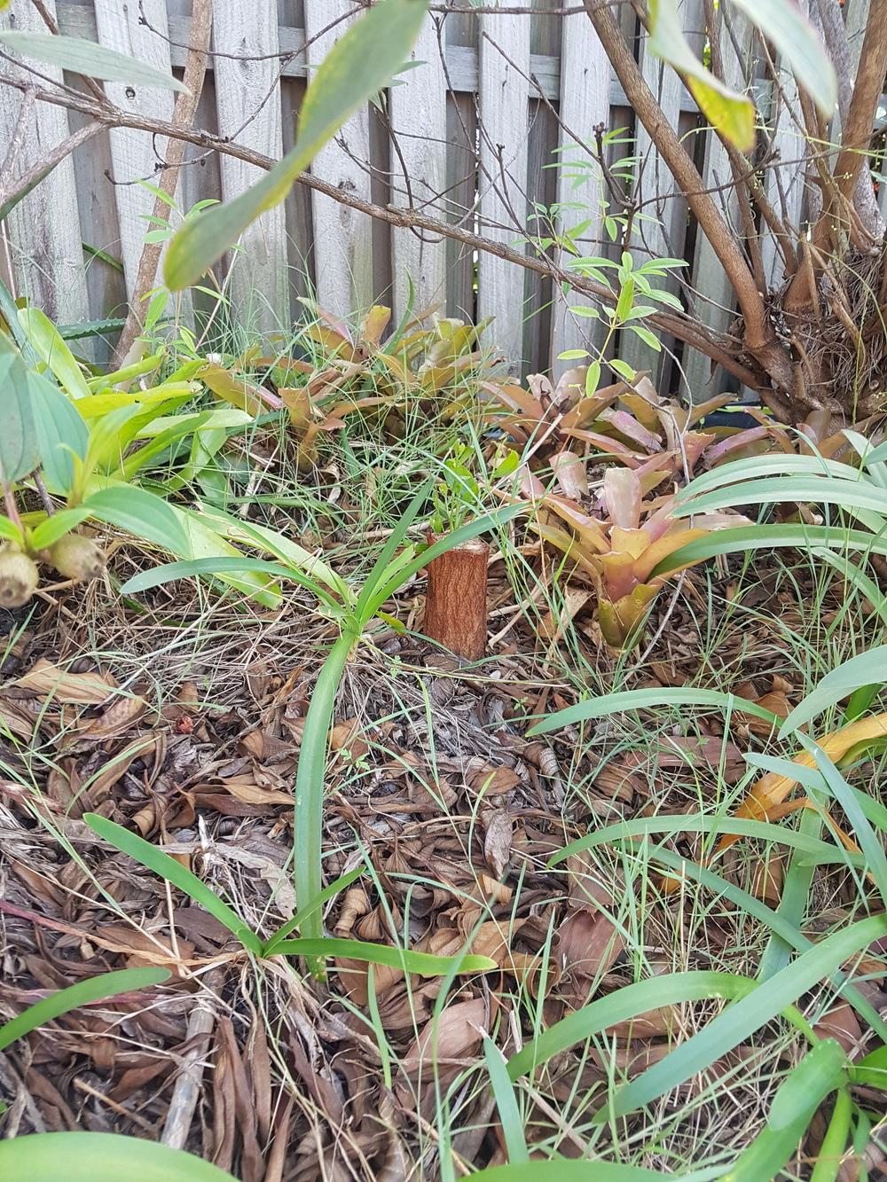 Garden suddenly causing rash in the Ask a Question forum - Garden.org