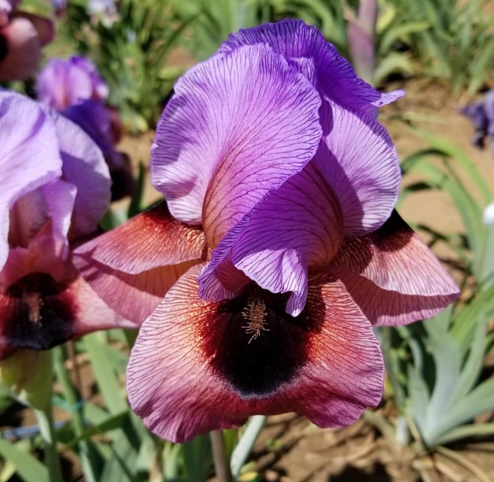 Arilbred Iris (Iris 'New Vision') in the Irises Database - Garden.org