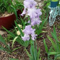 Photo of the entire plant of Tall Bearded Iris (Iris 'Mary Frances ...