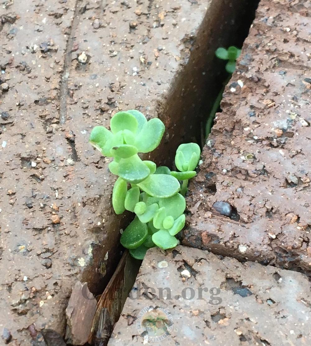 Orpine Stonecrop (Sedum debile) in the Sedums Database - Garden.org