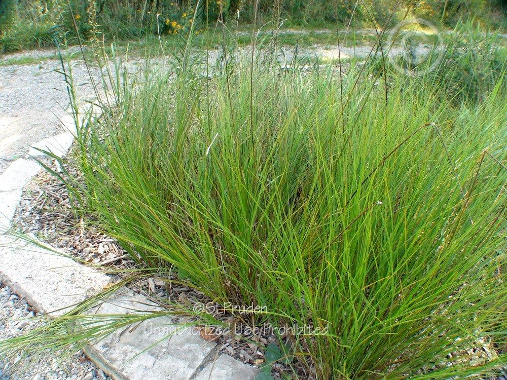 Photo of the entire plant of Prairie Sedge (Carex bicknellii) posted by ...
