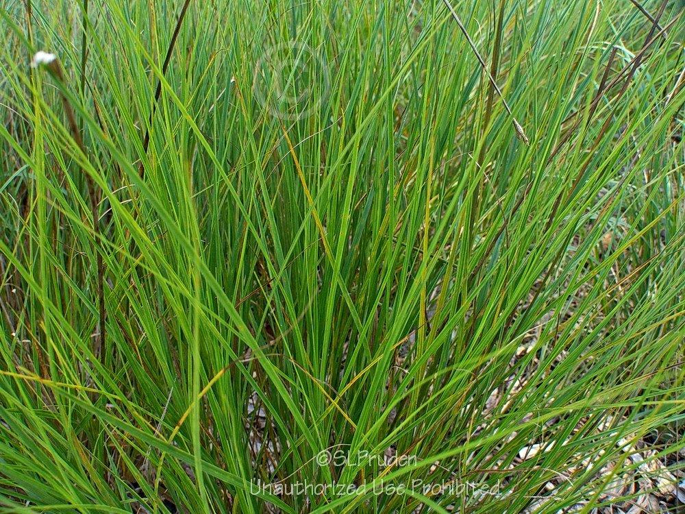 Photo of the leaves of Prairie Sedge (Carex bicknellii) posted by ...