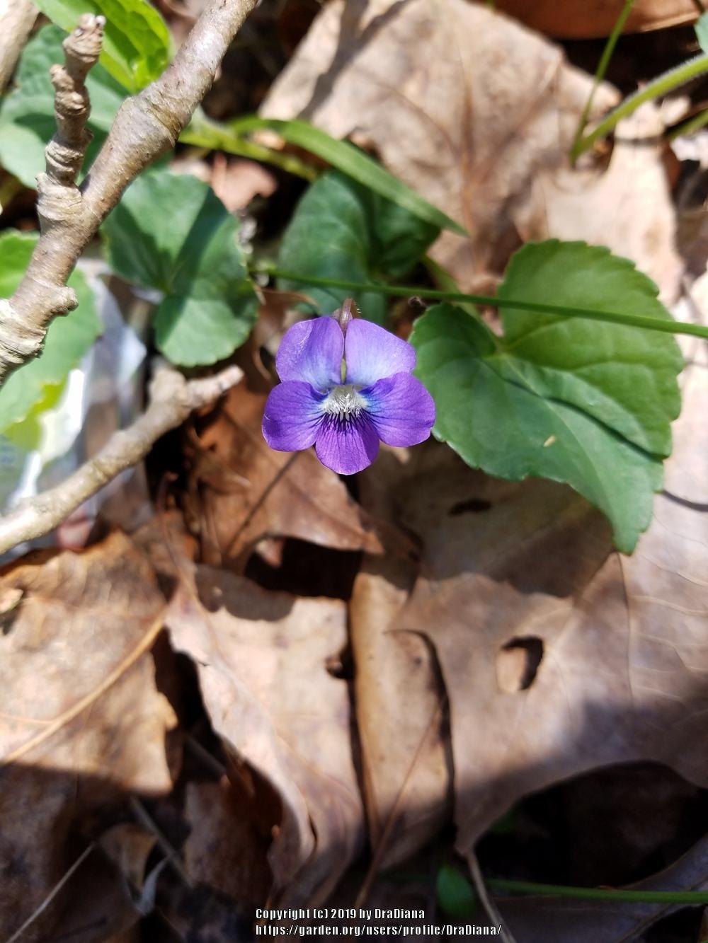 Violas: Plant Care and Collection of Varieties - Garden.org