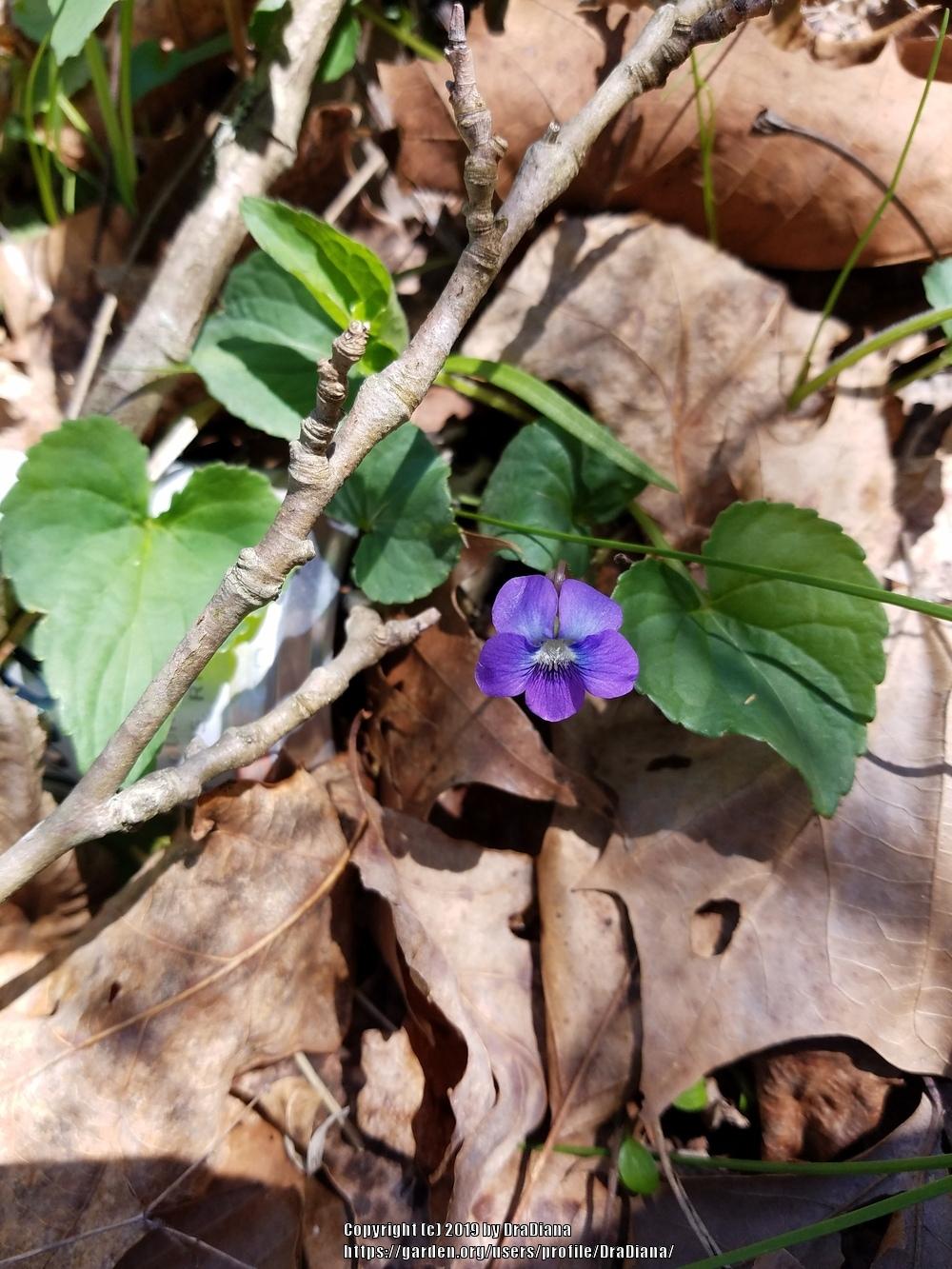 Blue Marsh Violet (Viola cucullata) in the Violas Database - Garden.org