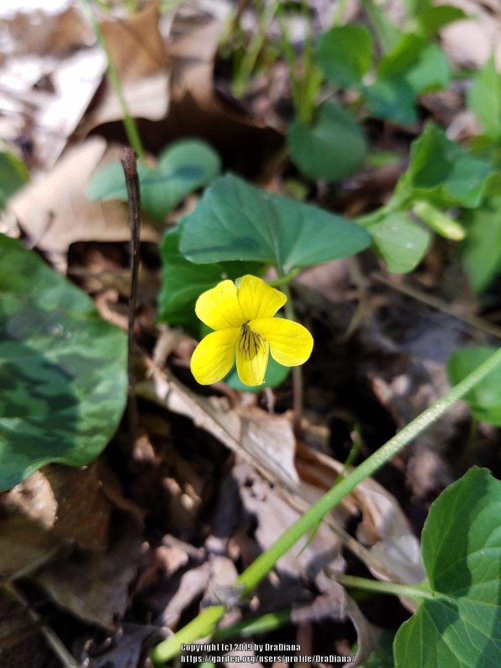Violas: Plant Care and Collection of Varieties - Garden.org