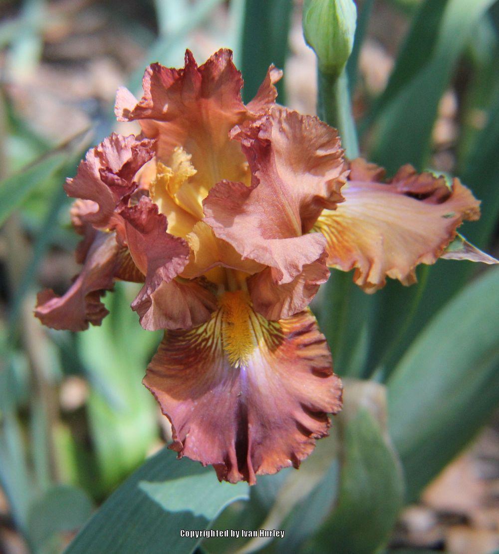 Photo of the bloom of Tall Bearded Iris (Iris 'Boss Tweed') posted by Ivan_N_Tx - Garden.org