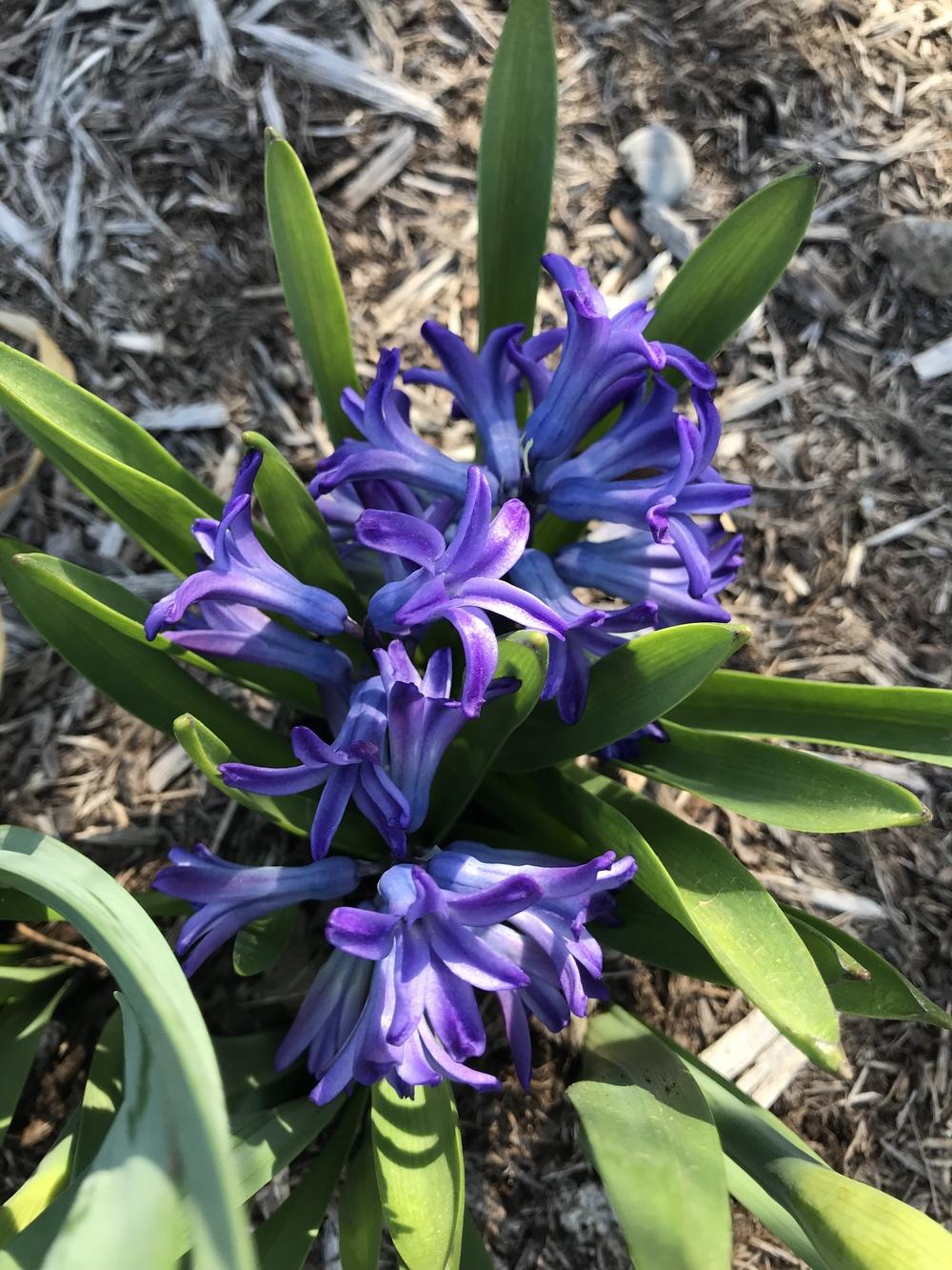 Hyacinths: Plant Care and Collection of Varieties - Garden.org