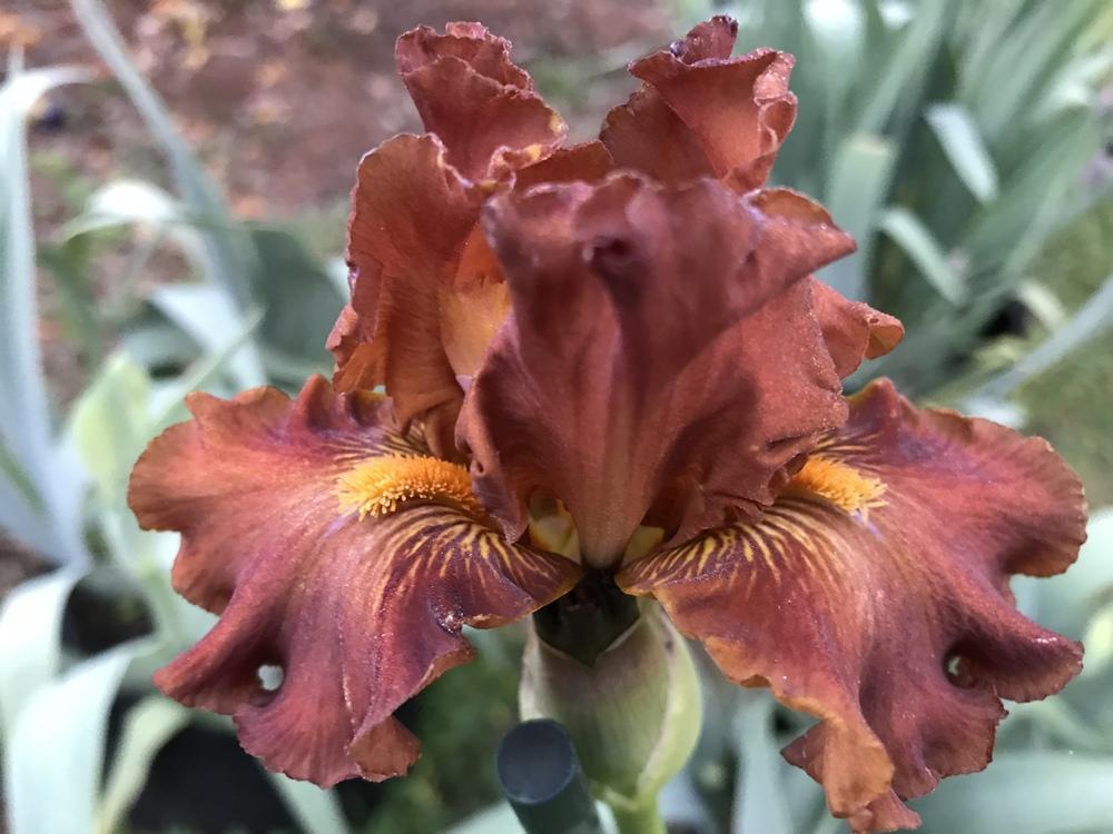 Photo of the bloom of Tall Bearded Iris (Iris 'Boss Tweed') posted by aikenforflowers - Garden.org