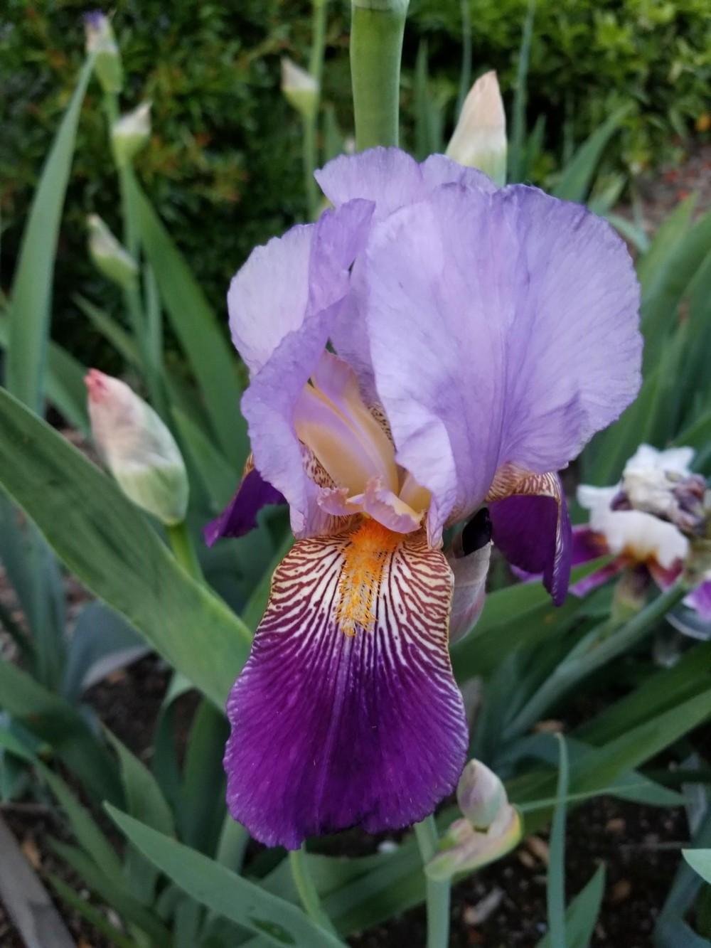 Photo of the bloom of Tall Bearded Iris (Iris 'Alcazar') posted by ...