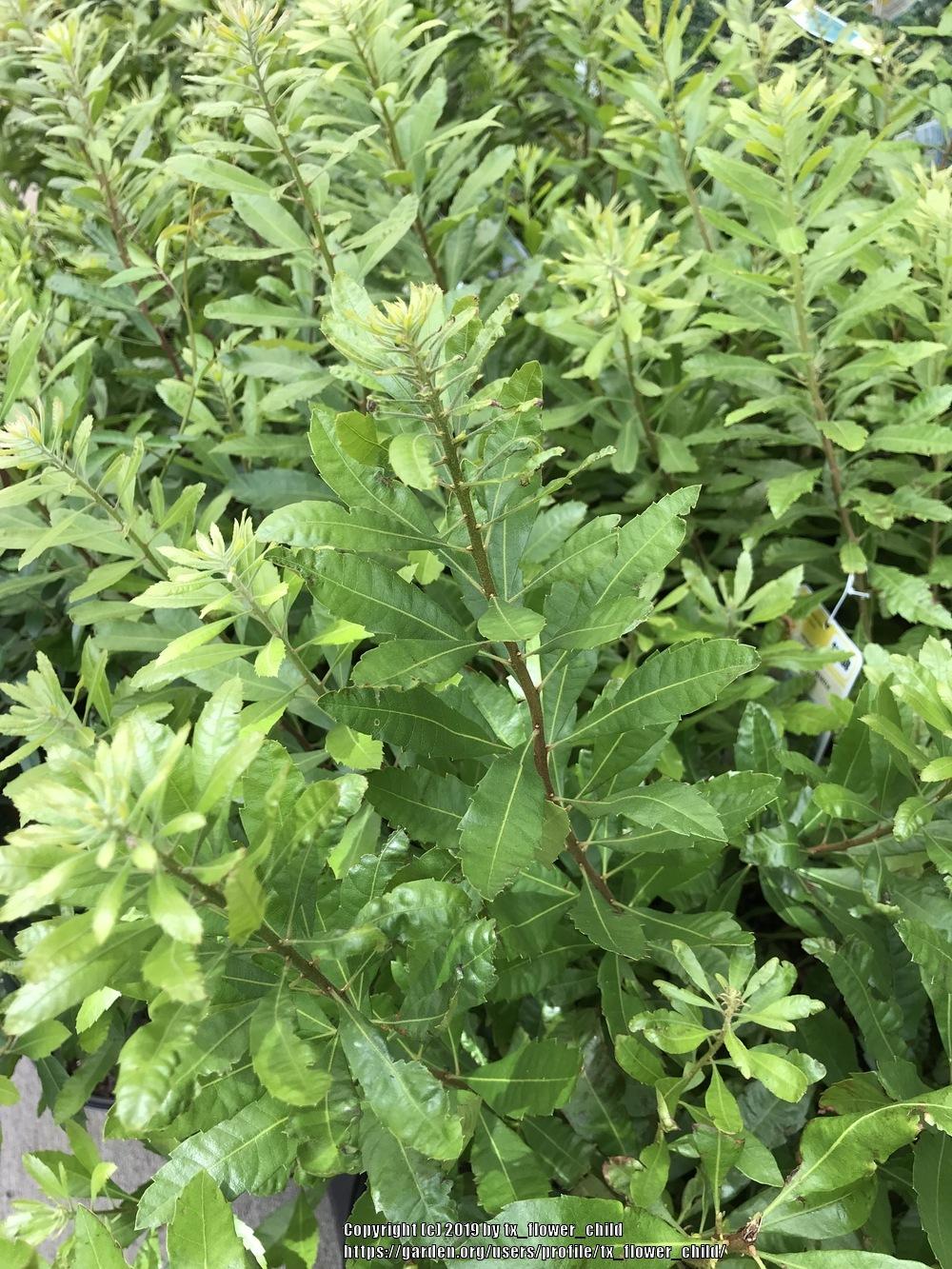 Southern Wax Myrtle (Morella cerifera) - Garden.org