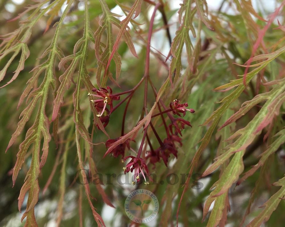 Cutleaf Japanese Maple (Acer palmatum 'Baldsmith') - Garden.org