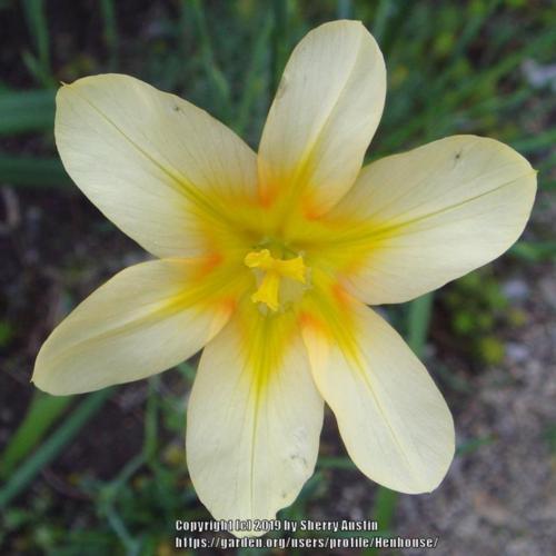 Cape Tulip (Moraea collina) - Garden.org