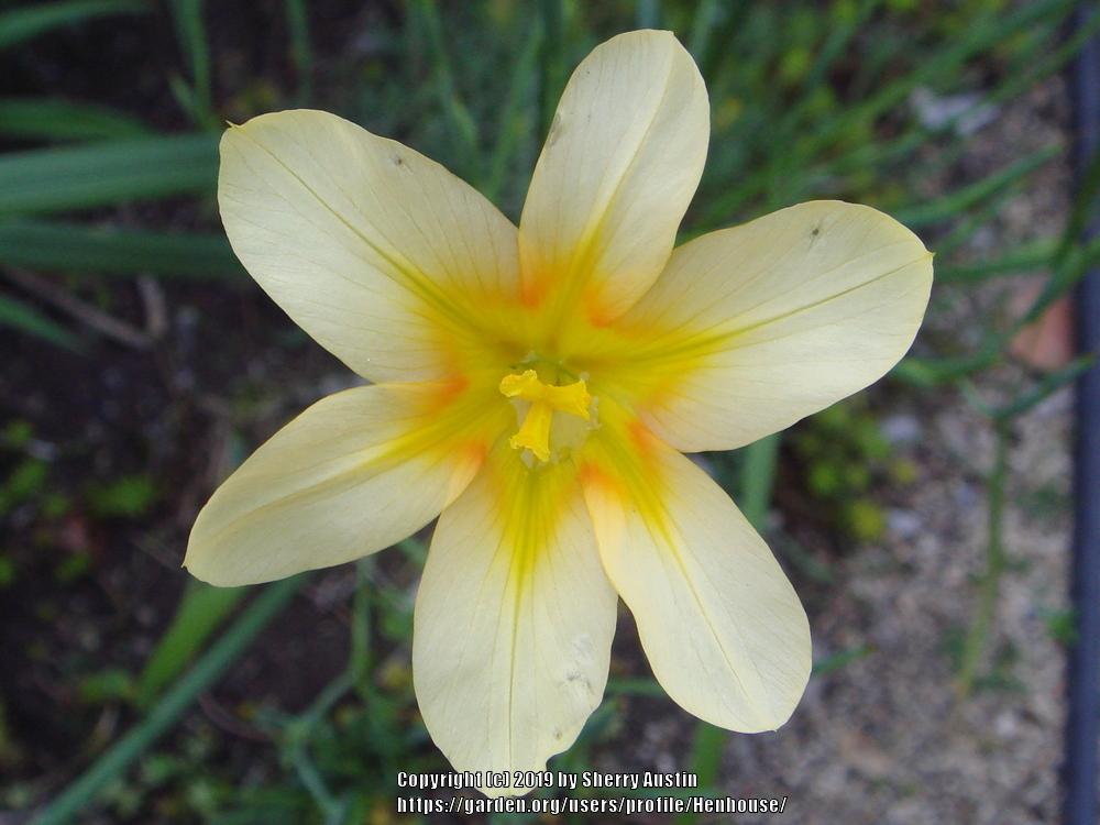 Cape Tulip (Moraea collina) - Garden.org