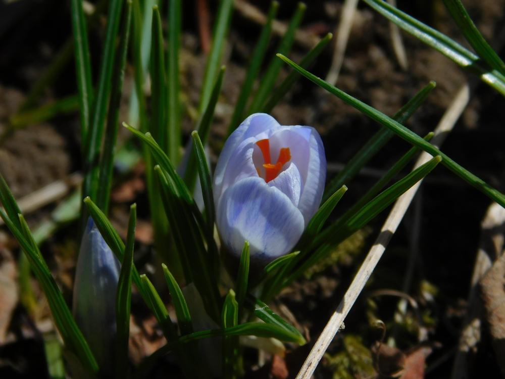 Crocus: Plant Care and Collection of Varieties - Garden.org
