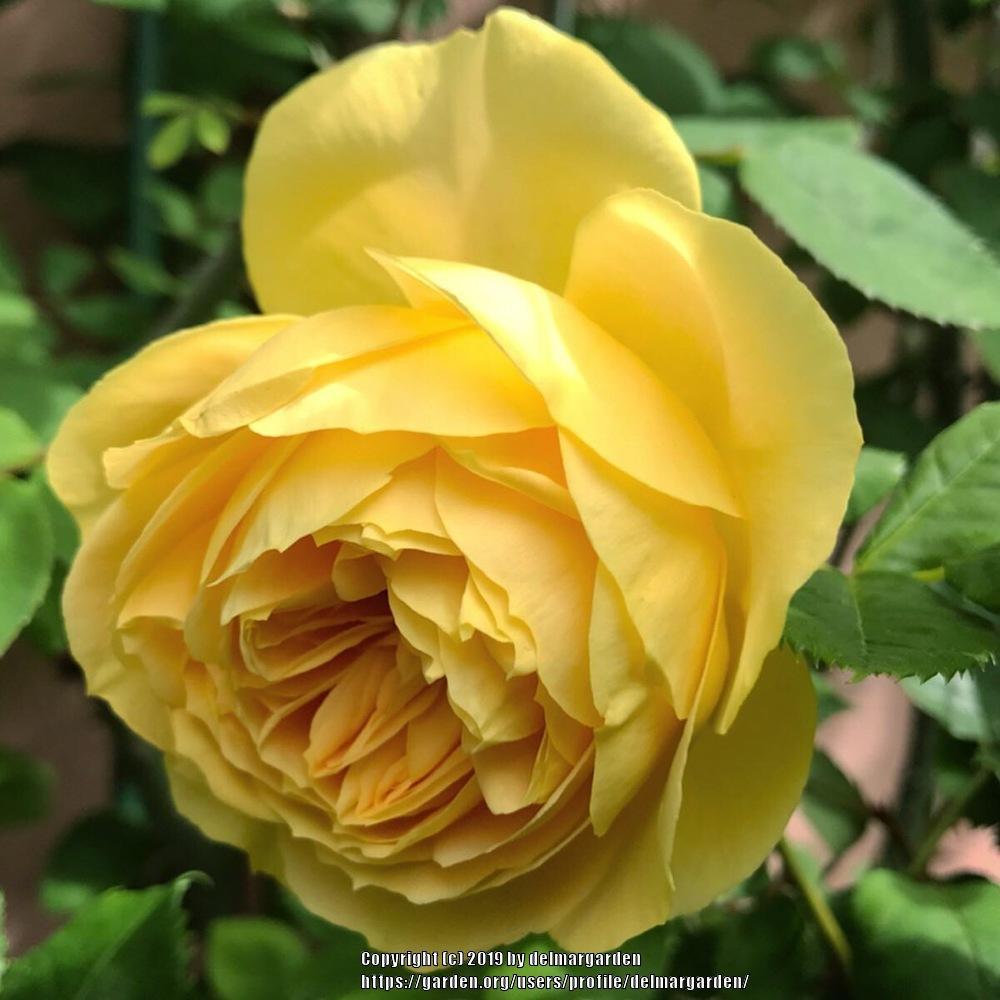 Rose (Rosa 'Golden Zest') in the Roses Database - Garden.org