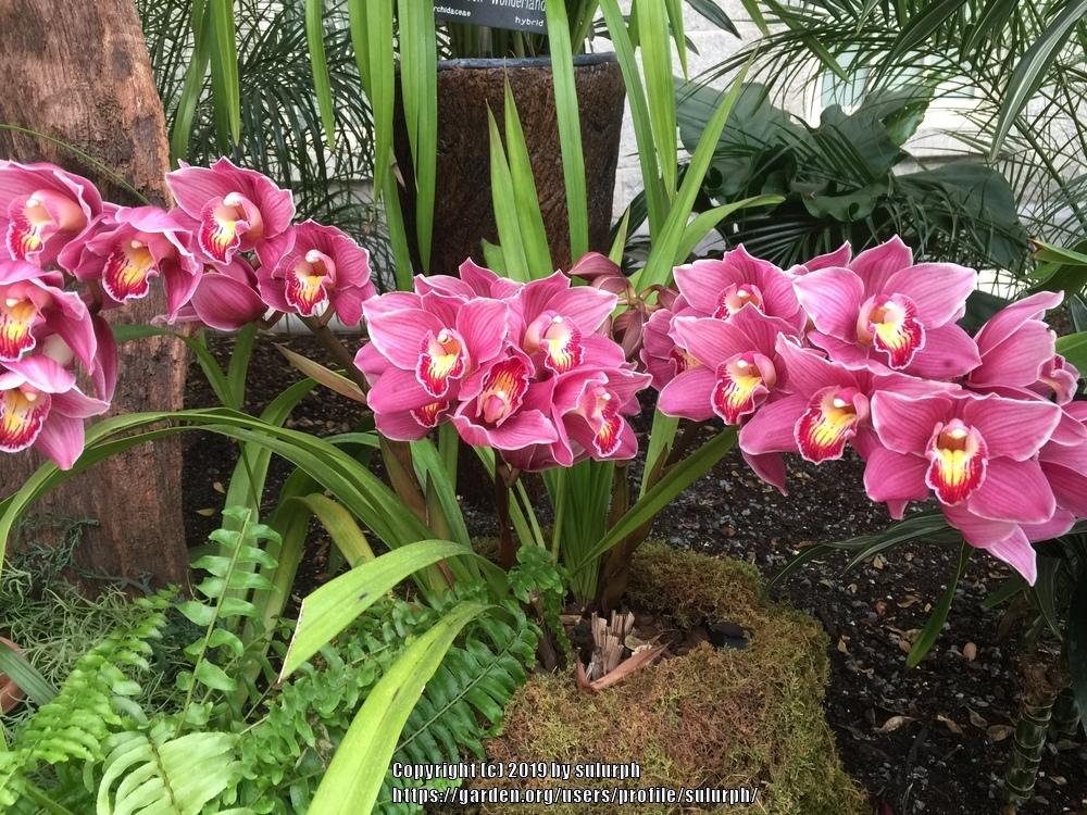Photo of the entire plant of Orchid (Cymbidium Flower Song 'Spring ...