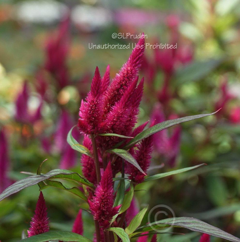 Photo of the bloom of Celosia argentea Intenz™ Classic posted by ...
