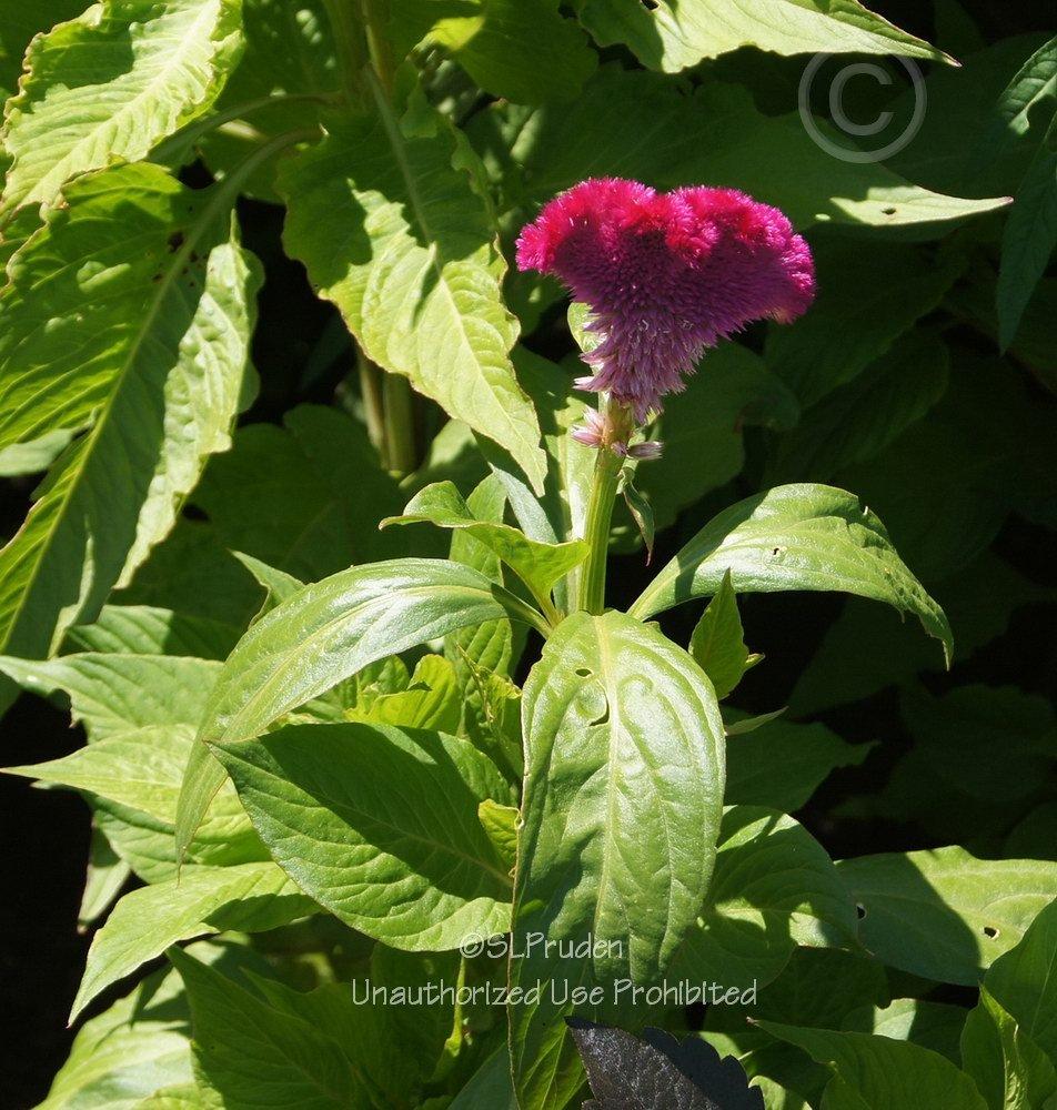 Photo of the entire plant of Cockscomb (Cristata Group) (Celosia ...