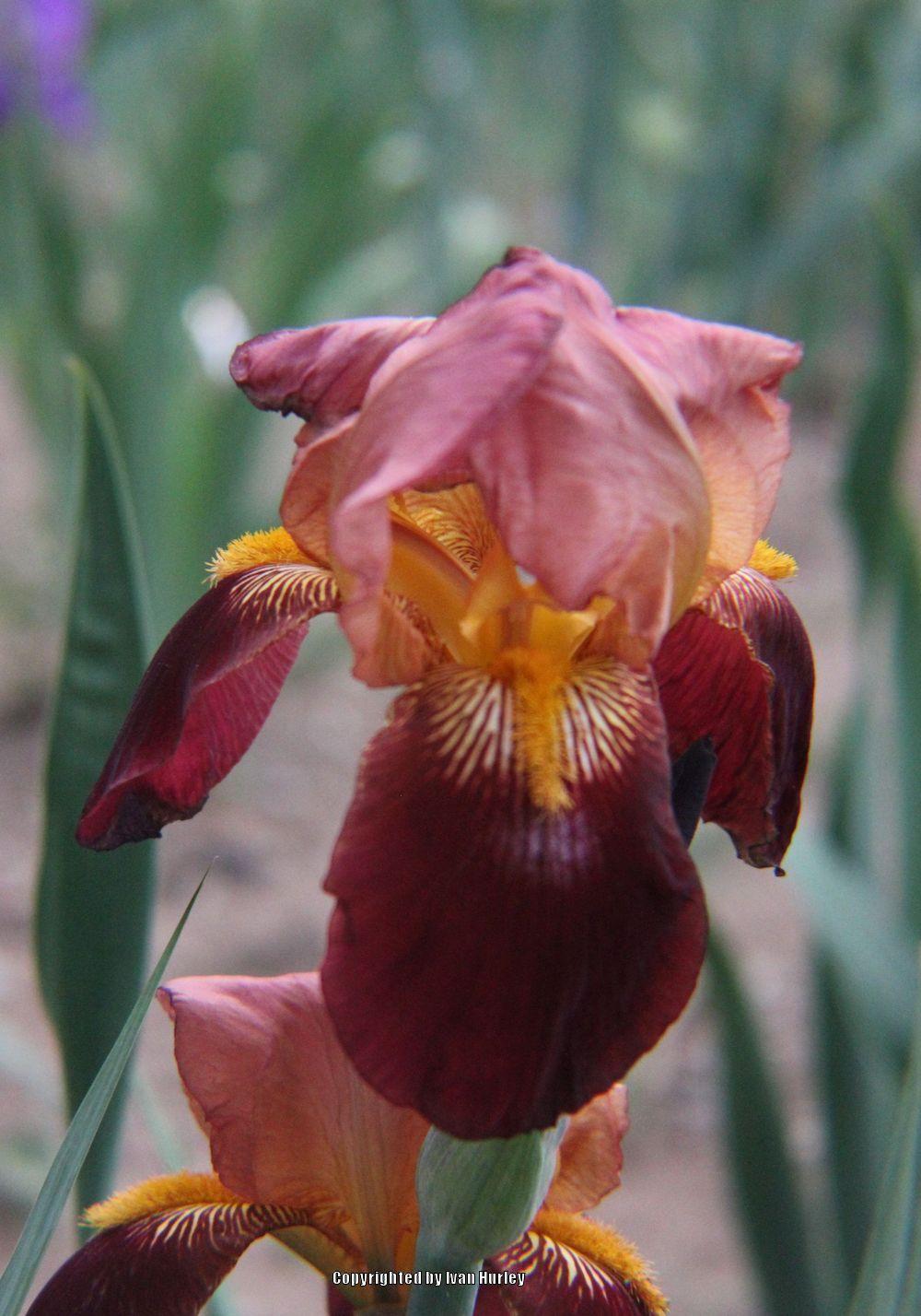 Tall Bearded Iris (Iris 'Christabel') in the Irises Database - Garden.org