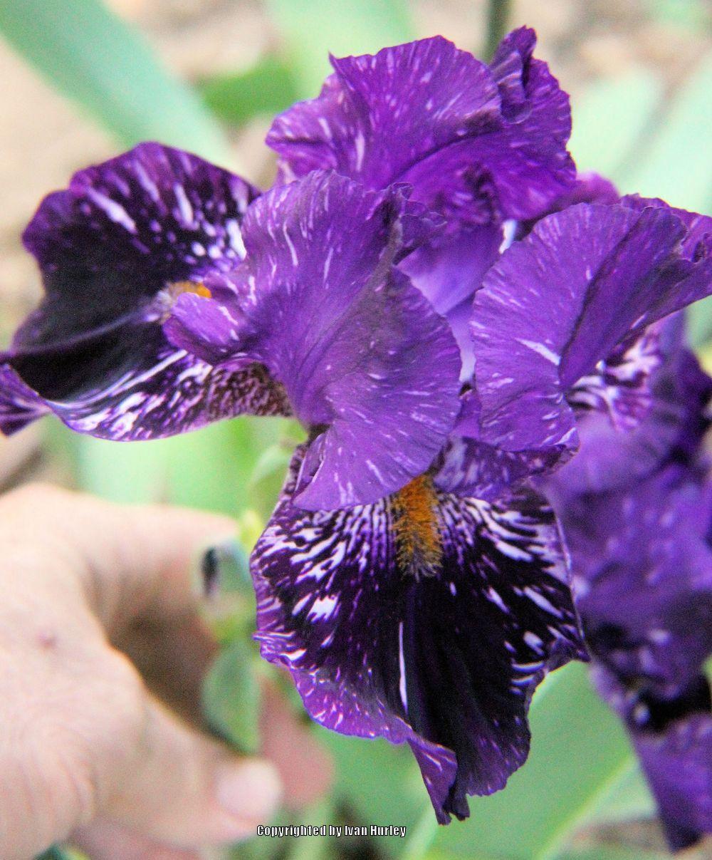 Tall Bearded Iris (Iris 'Violet Tiger') in the Irises Database - Garden.org