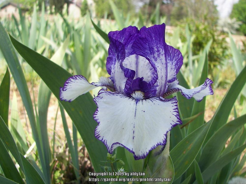Intermediate Bearded Iris (Iris 'Rare Edition') in the Irises Database ...