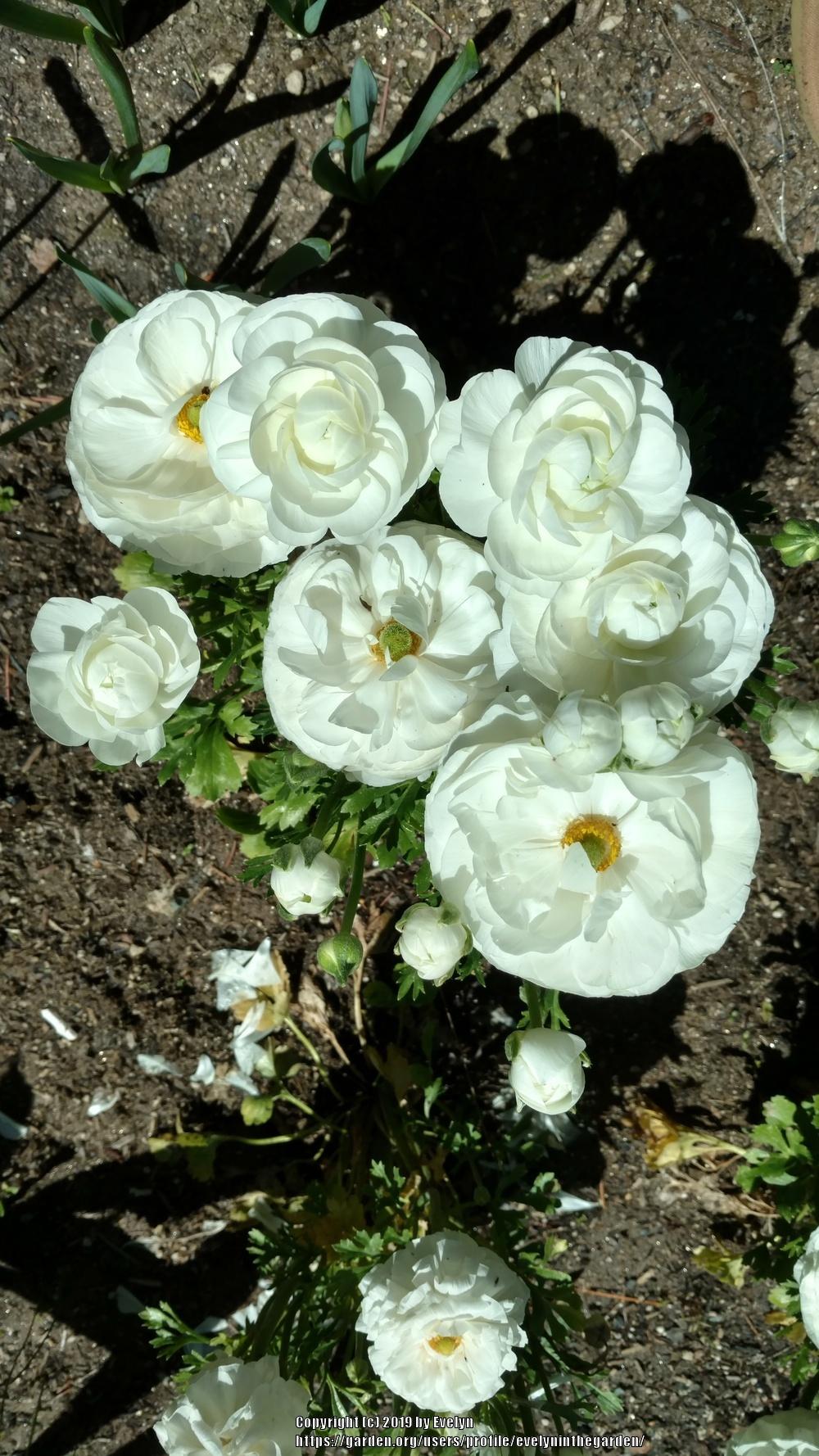 Ranunculus 'White Tecolote' - Garden.org