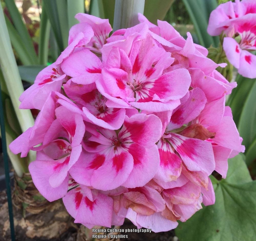 Zonal Geranium (Pelargonium x hortorum Allure™ Light Pink) in the ...